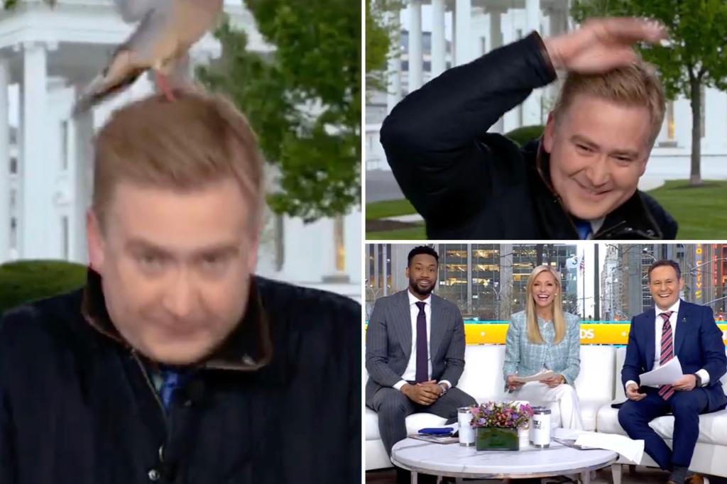 Unlikely Encounter: A Bird's Bold Attack on Fox News' Peter Doocy at ...