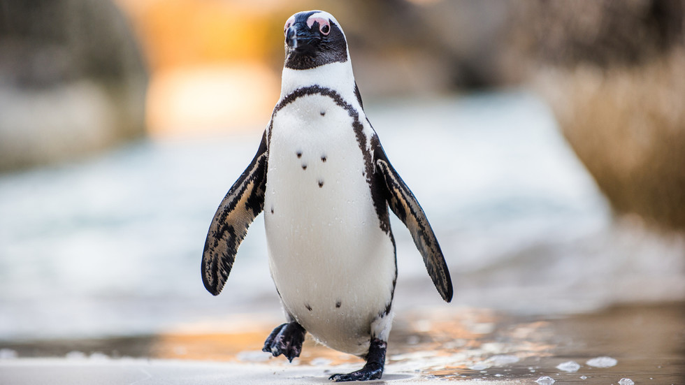 Unlikely Suspect: How a Penguin Caused a Helicopter Crash in South Africa